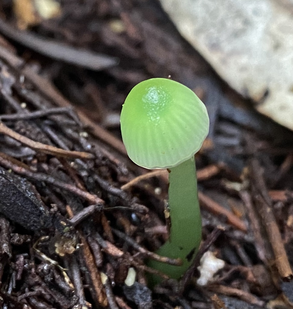 verdigris waxcap from Lake Okataina, New Zealand on May 29, 2022 at 12: ...