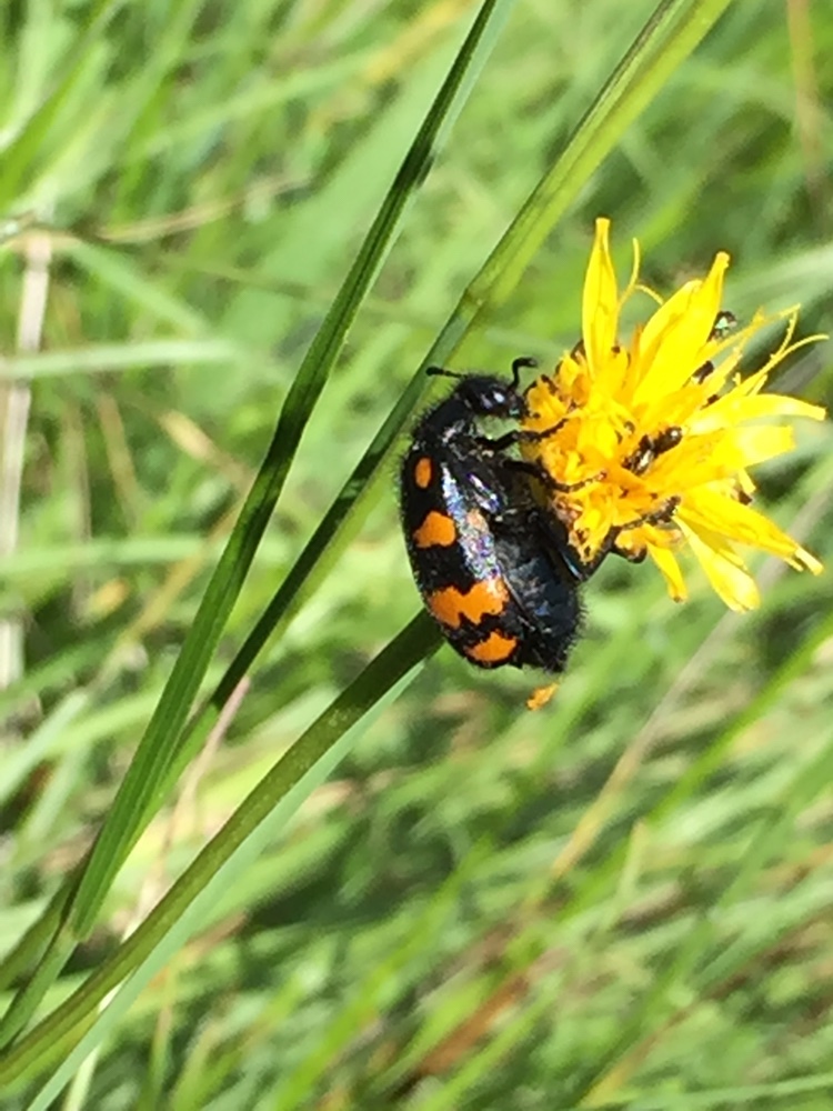 Hycleus polymorphus (Pallas, 1771)