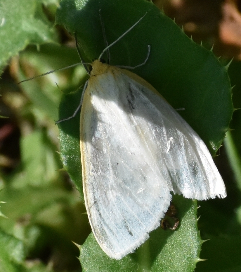 Delicate Cycnia Moth from Perryman, MD, USA on May 30, 2022 at 09:31 AM ...