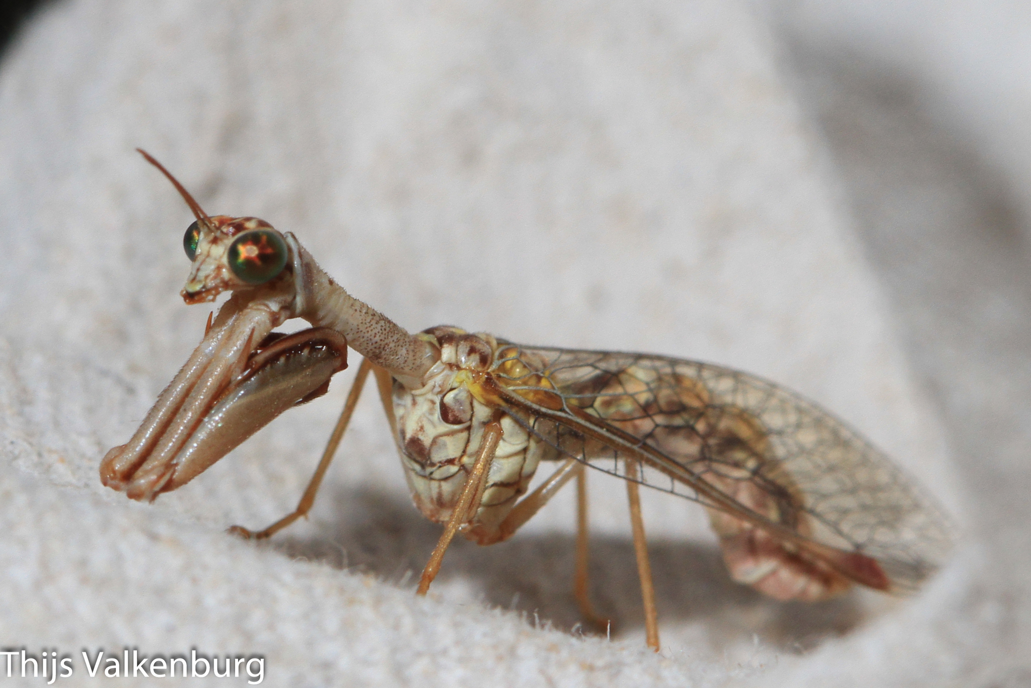 Mantispa styriaca (Poda, 1761)