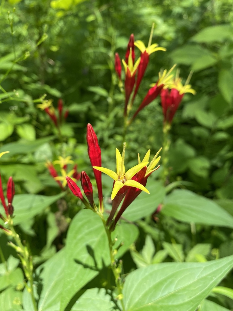 Pinkroots (Spigelia) - Botanical Realm