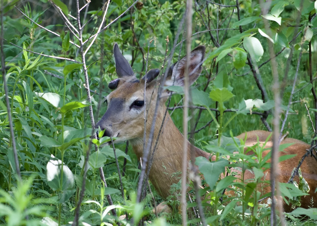 White-tailed Deer from High Park-Swansea, Toronto, ON, Canada on May 30 ...