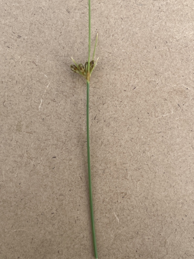 Fringe Rush from Rice University, Houston, TX, US on May 30, 2022 at 04 ...