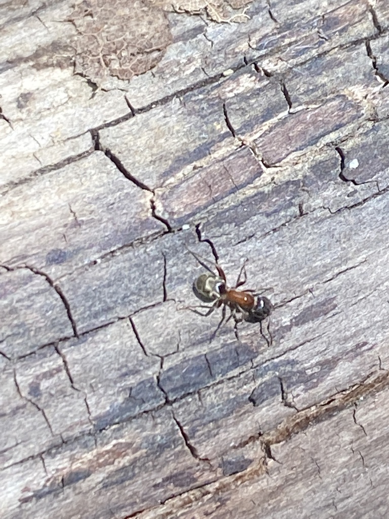 Western Velvety Tree Ant from Uvas Canyon County Park, Croy Road ...