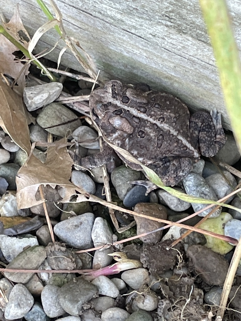 American Toad from Riley Rd, Johnstown, OH, US on May 29, 2022 at 04:10 ...