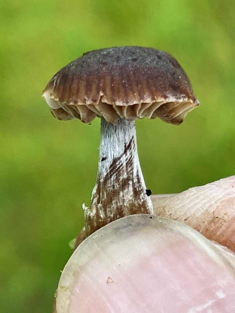 Naucoria bohemica from SE 35th Pl, Bellevue, WA, US on May 30, 2022 at ...