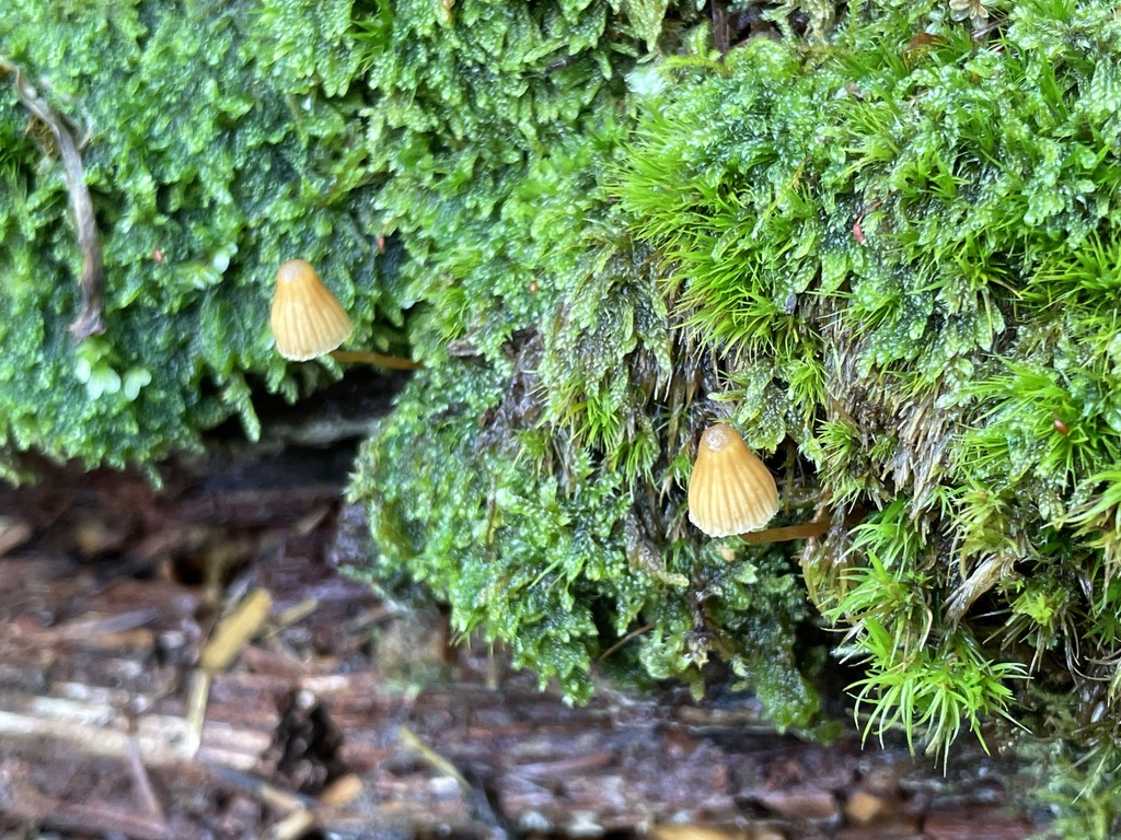 Galerina fallax from SE 35th Pl, Bellevue, WA, US on May 30, 2022 at 01 ...