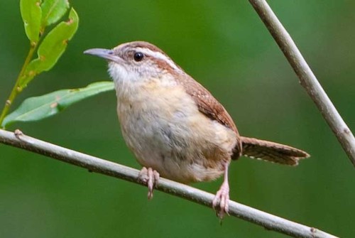 Carolina Wren (Northwestern Indiana Birds) · iNaturalist