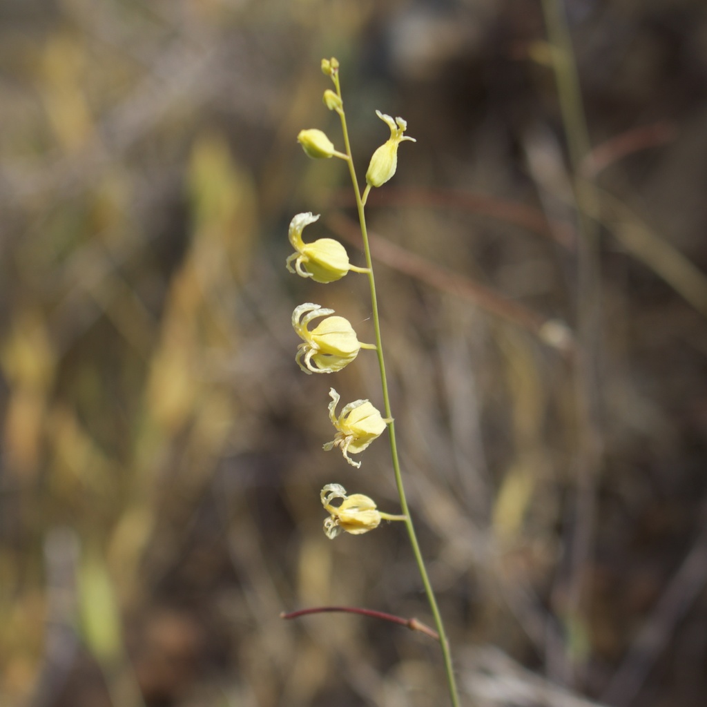 uncommon jewelflower from Hoo-Koo-E-Koo-Trail, Mill Valley, CA, US on ...
