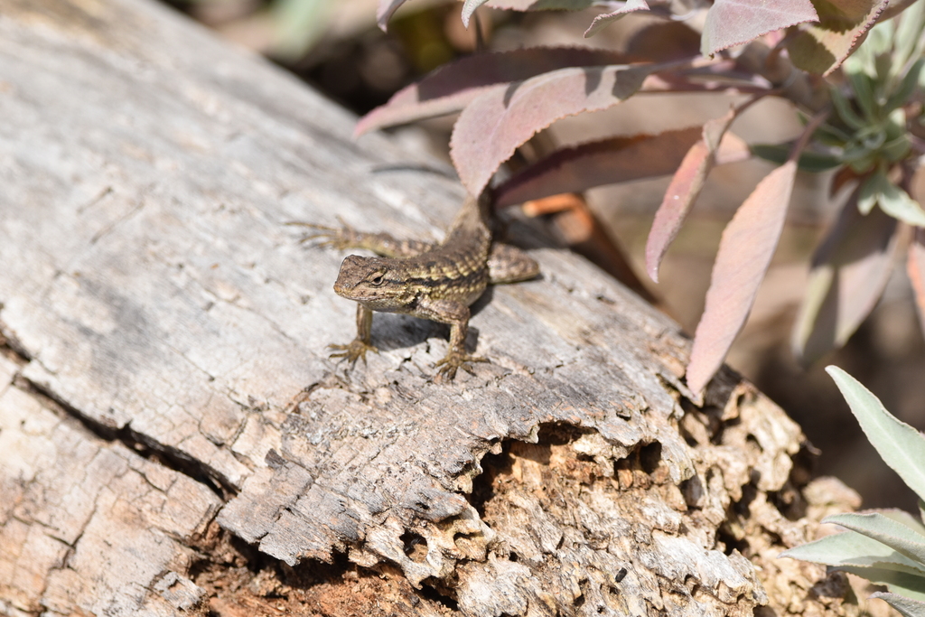 Western Fence Lizard from San Joaquin Marsh, Irvine, CA 92612, USA on ...