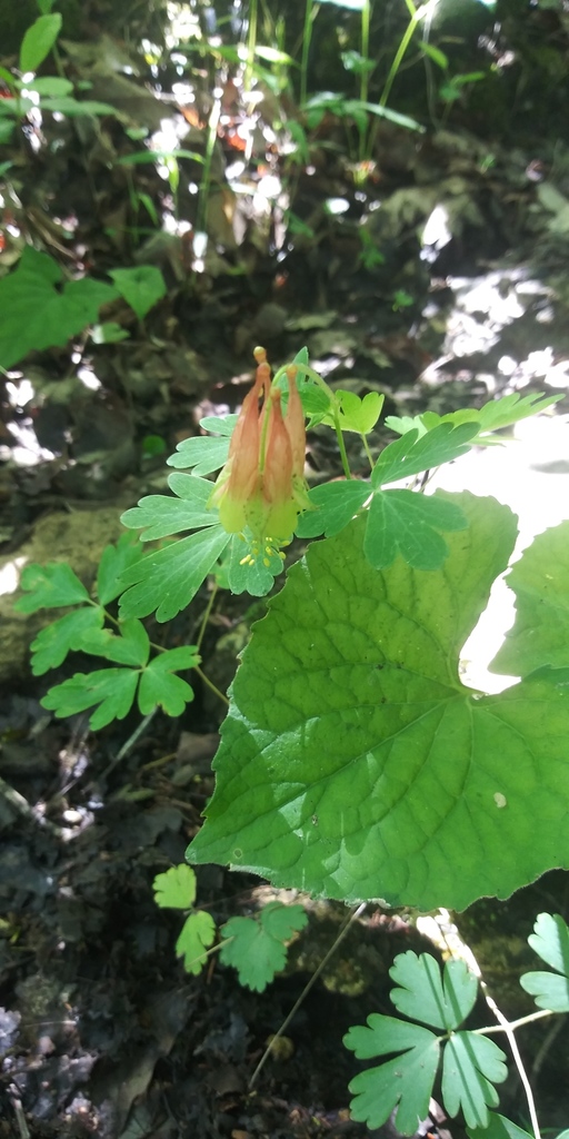 red columbine in May 2022 by jim · iNaturalist