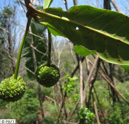 Genus Breonia · iNaturalist