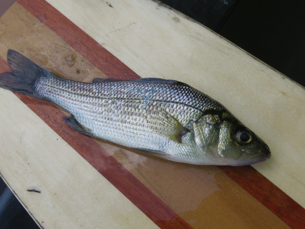 White Perch from Jacques-Cartier, Sherbrooke, QC, Canada on May 29 ...