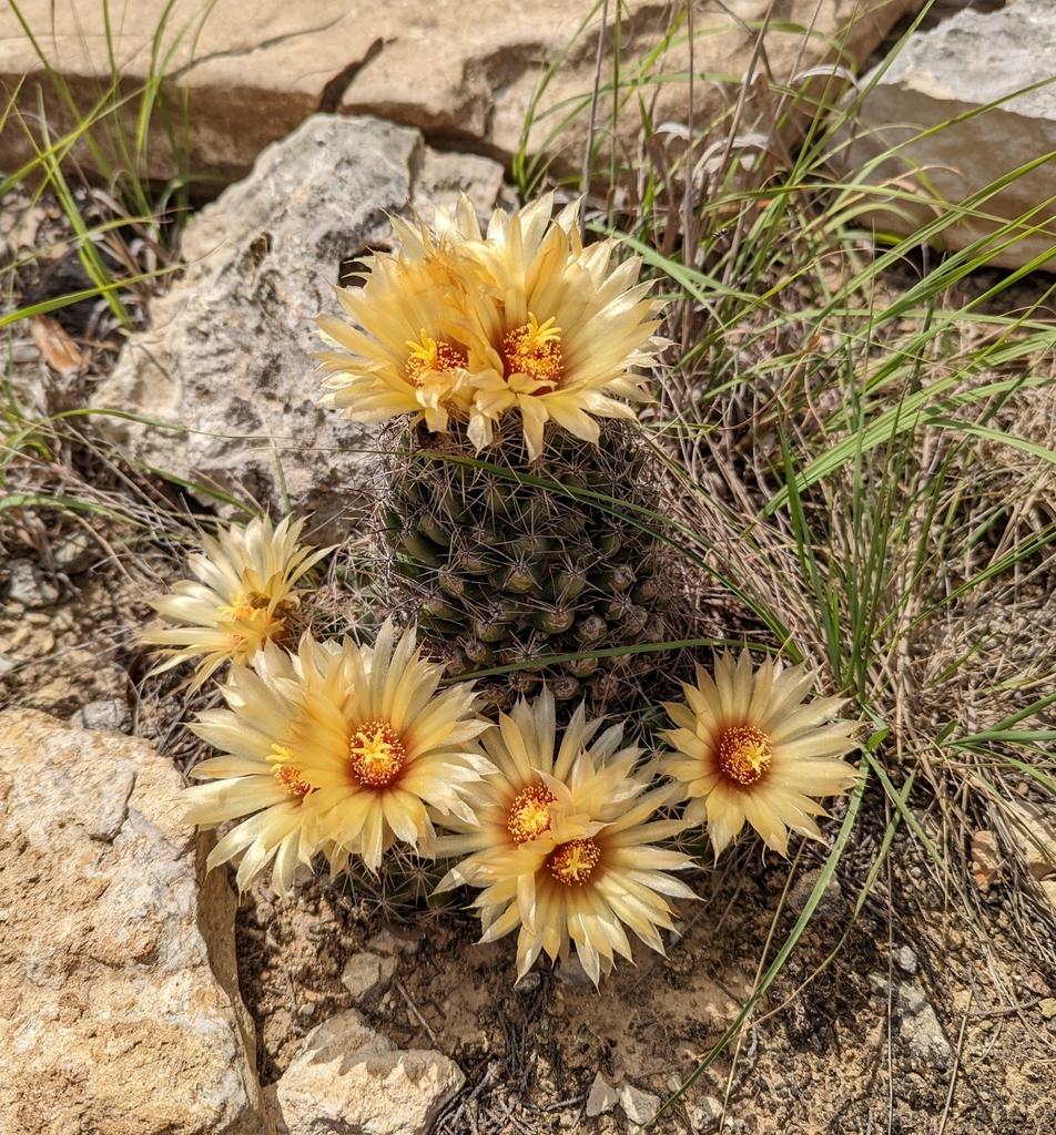 Grooved nipple cactus from Dripping Springs, TX 78620, USA on May 30 ...