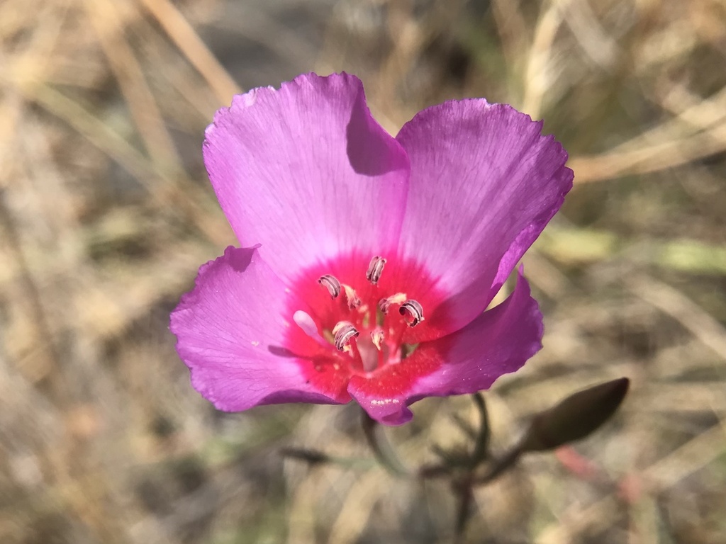 ruby chalice clarkia from Ring Mountain Preserve, Corte Madera, CA, US ...