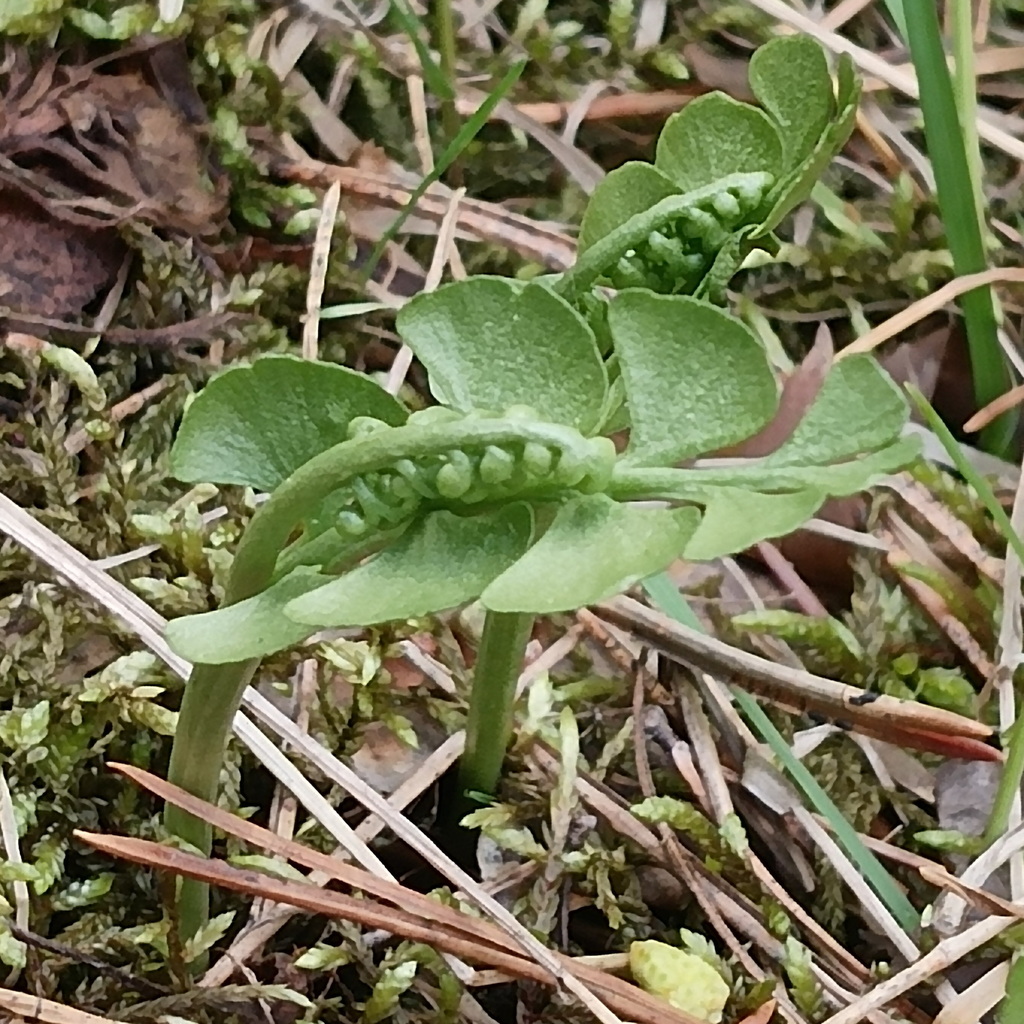 common moonwort from Белопесоцкий мрн. (г. Ступино), Московская обл ...