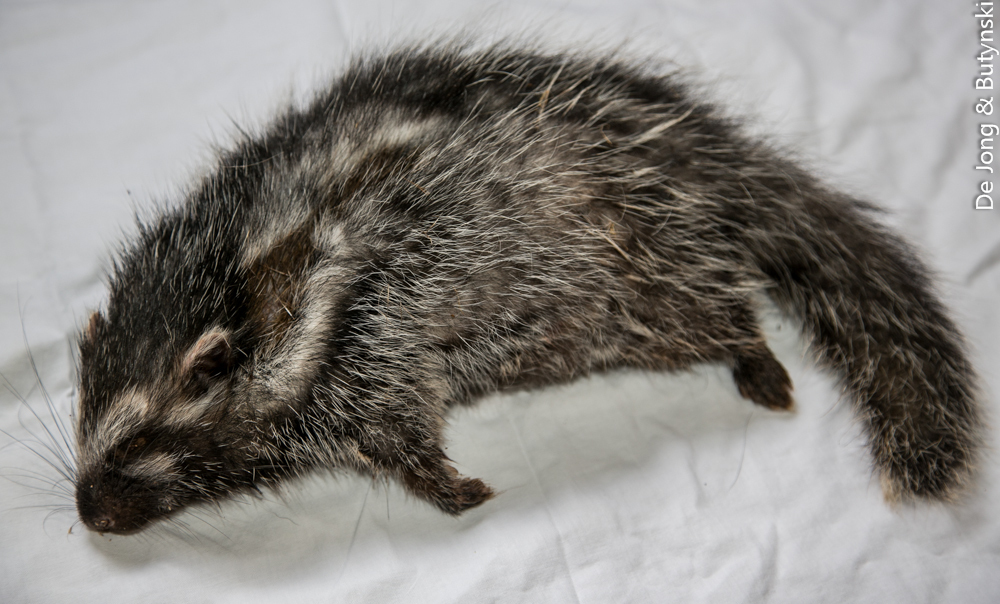 Maned Rat (Lophiomys imhausi) - Know Your Mammals