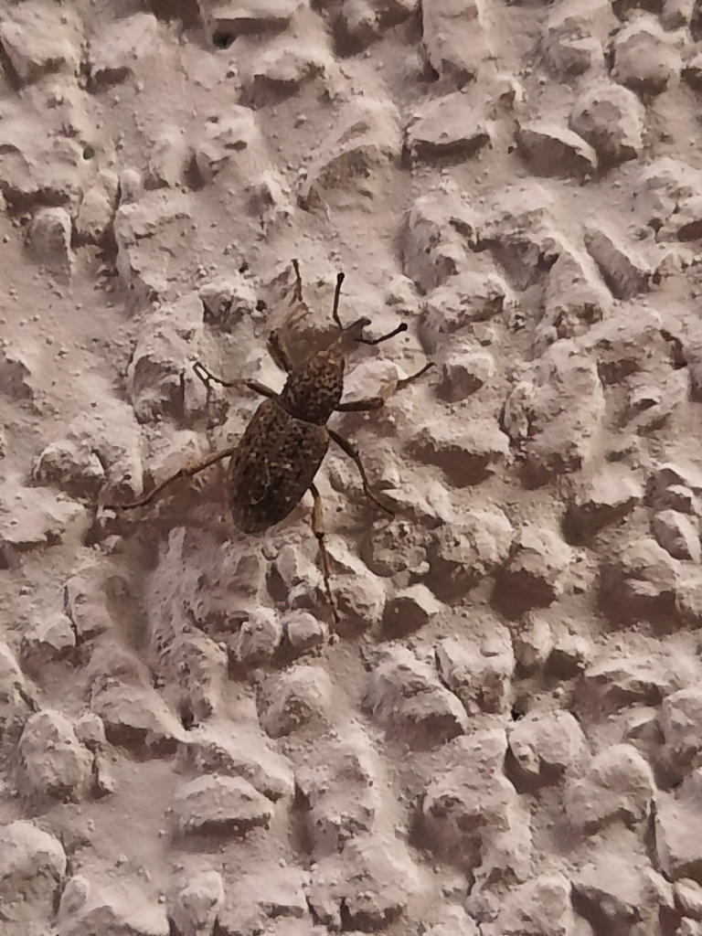 Sipalinus gigas from North, HK on May 28, 2022 at 10:03 PM by johnallcock · iNaturalist