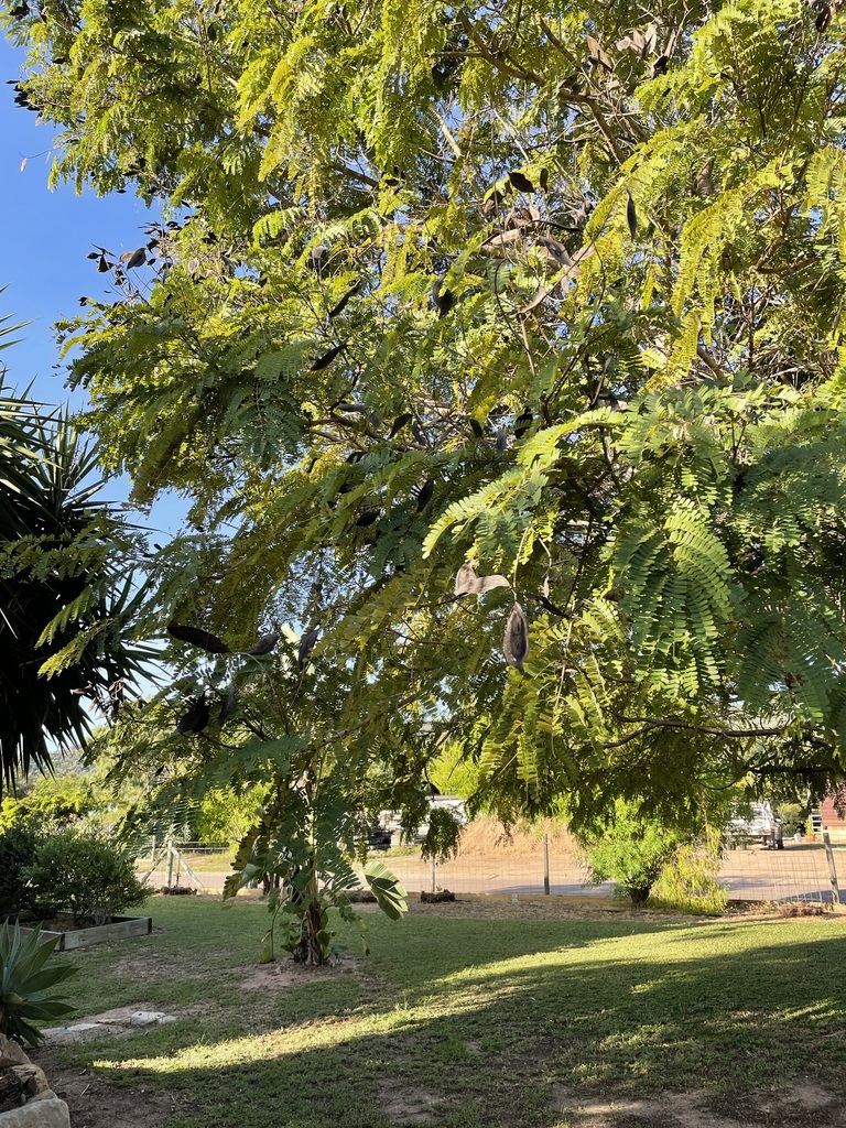 Yellow Flame Tree from Horseshoe Bay QLD 4819, Australia on May 30 ...