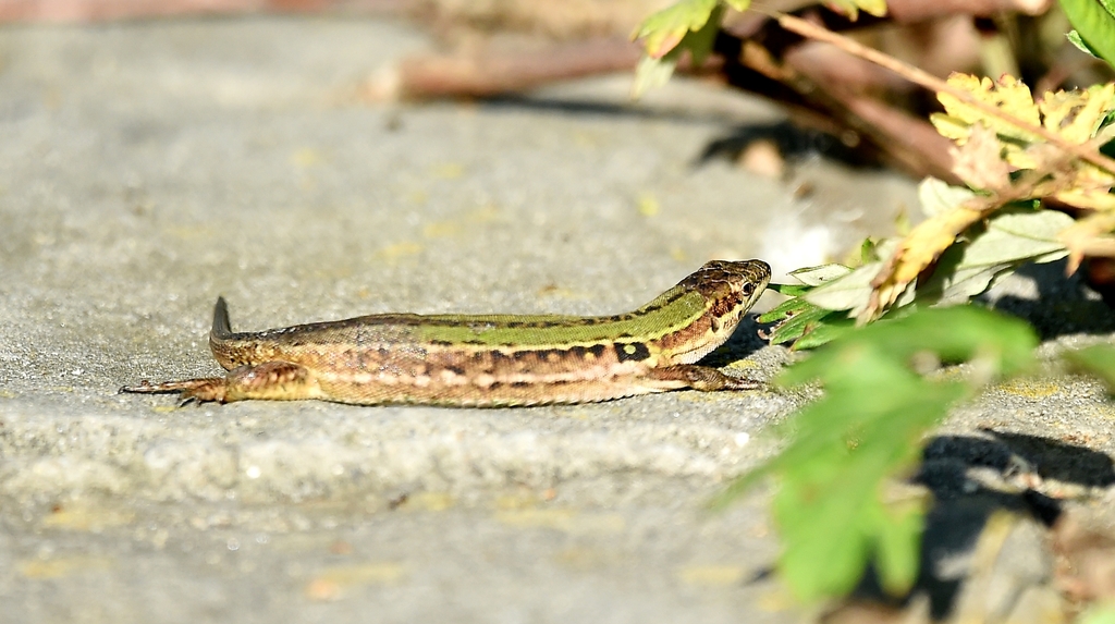 Northern Italian Wall Lizard from East Patchogue, NY 11772, USA on May ...