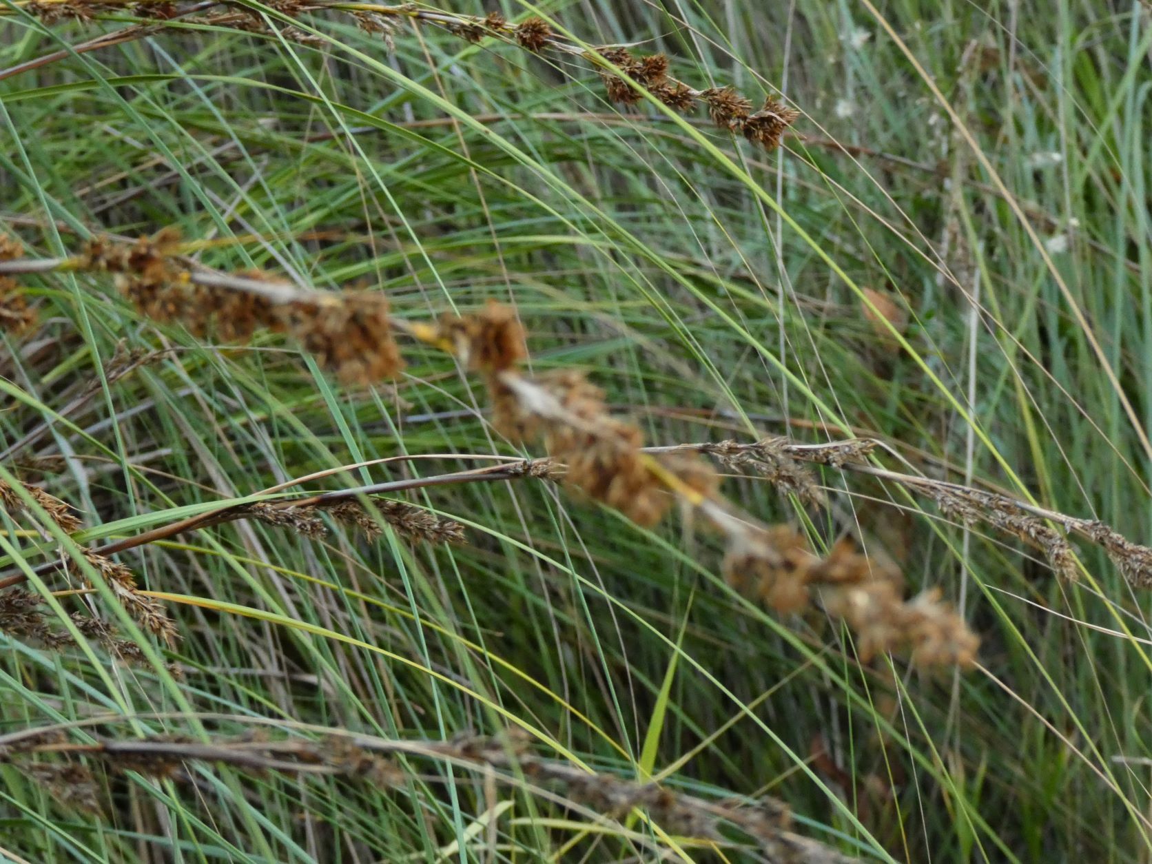 Gahnia filum (Labill.) F.Muell.