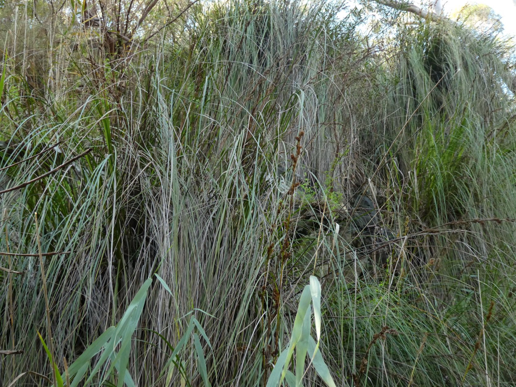 Gahnia filum (Labill.) F.Muell.