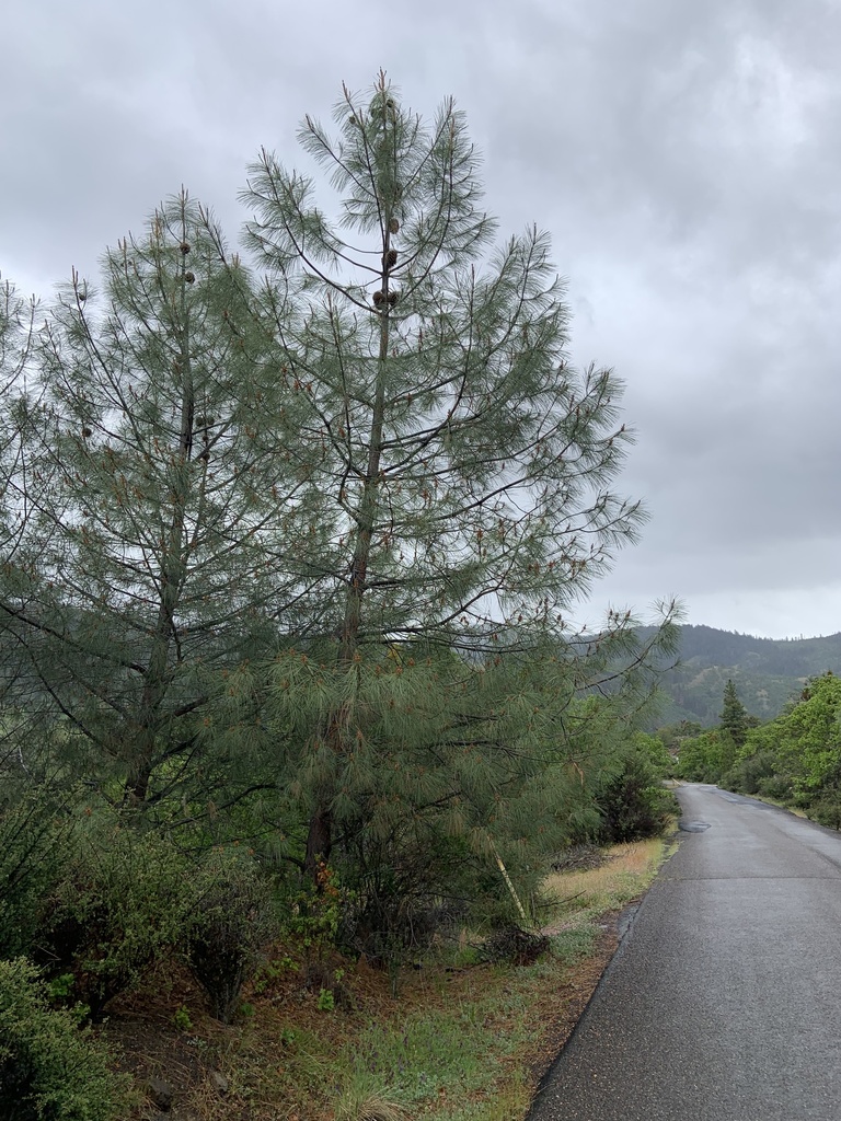 gray pine from Shale City Rd, Ashland, OR, US on May 28, 2022 at 02:27 ...