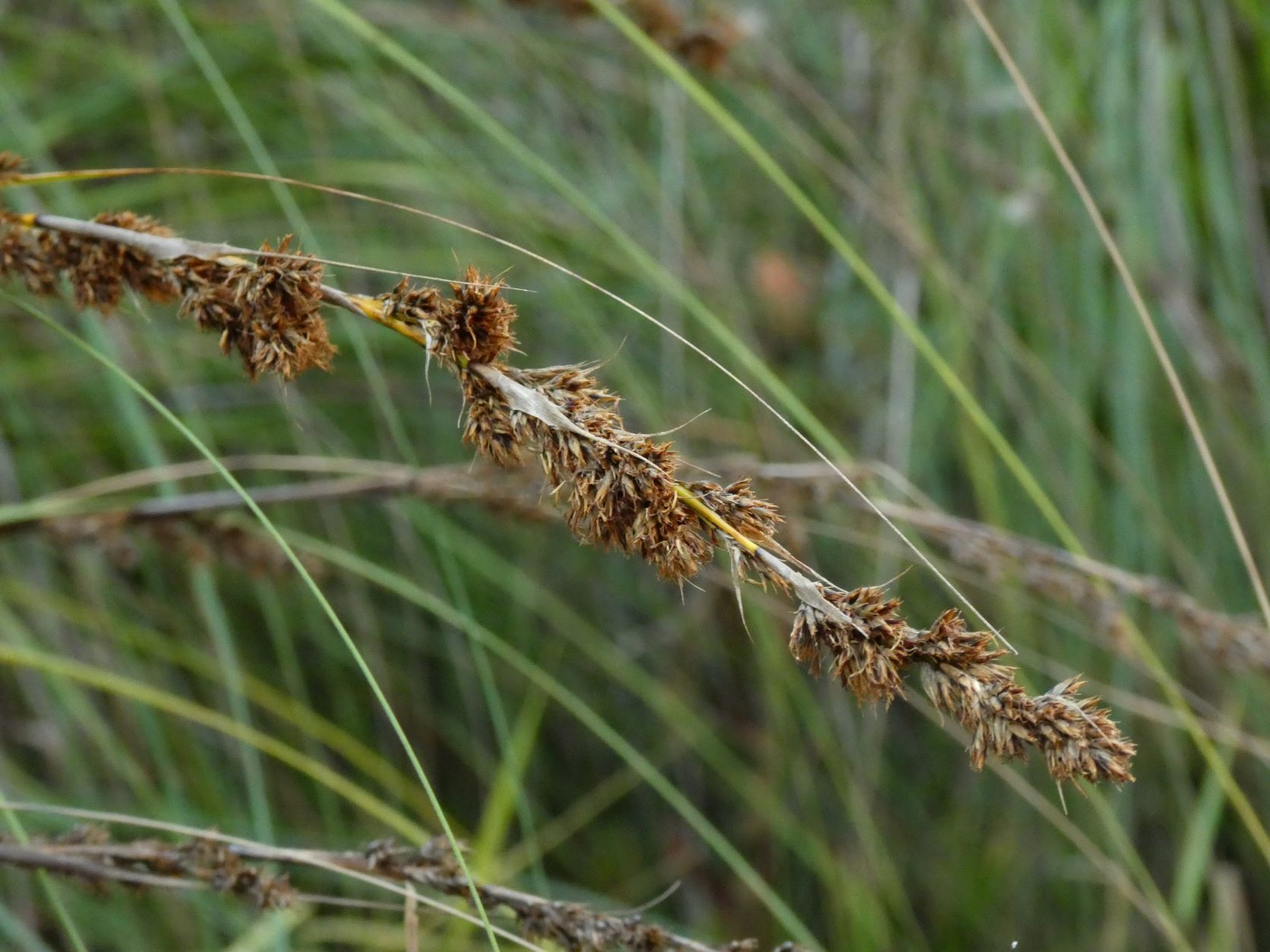 Gahnia filum (Labill.) F.Muell.