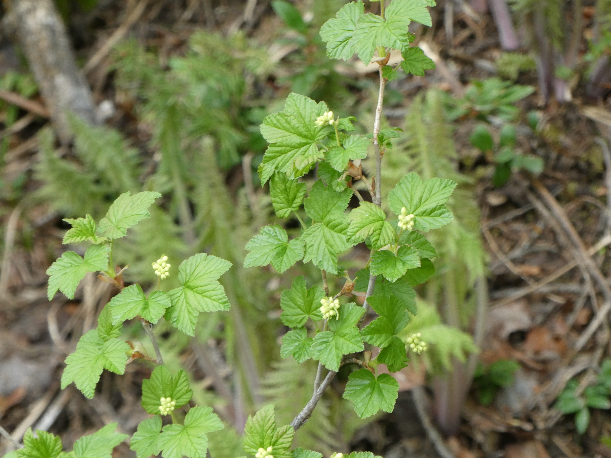 Ribes wolfii Rothr.