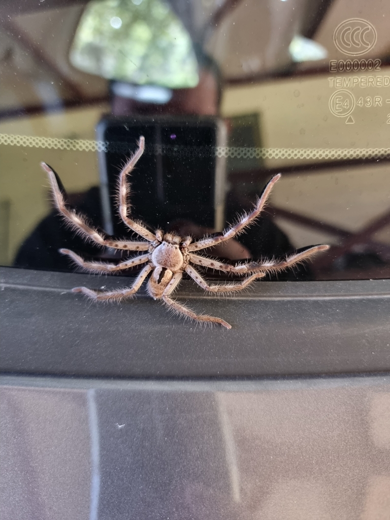 Grey Huntsman Spider from Park Ridge QLD 4125, Australia on May 28 ...