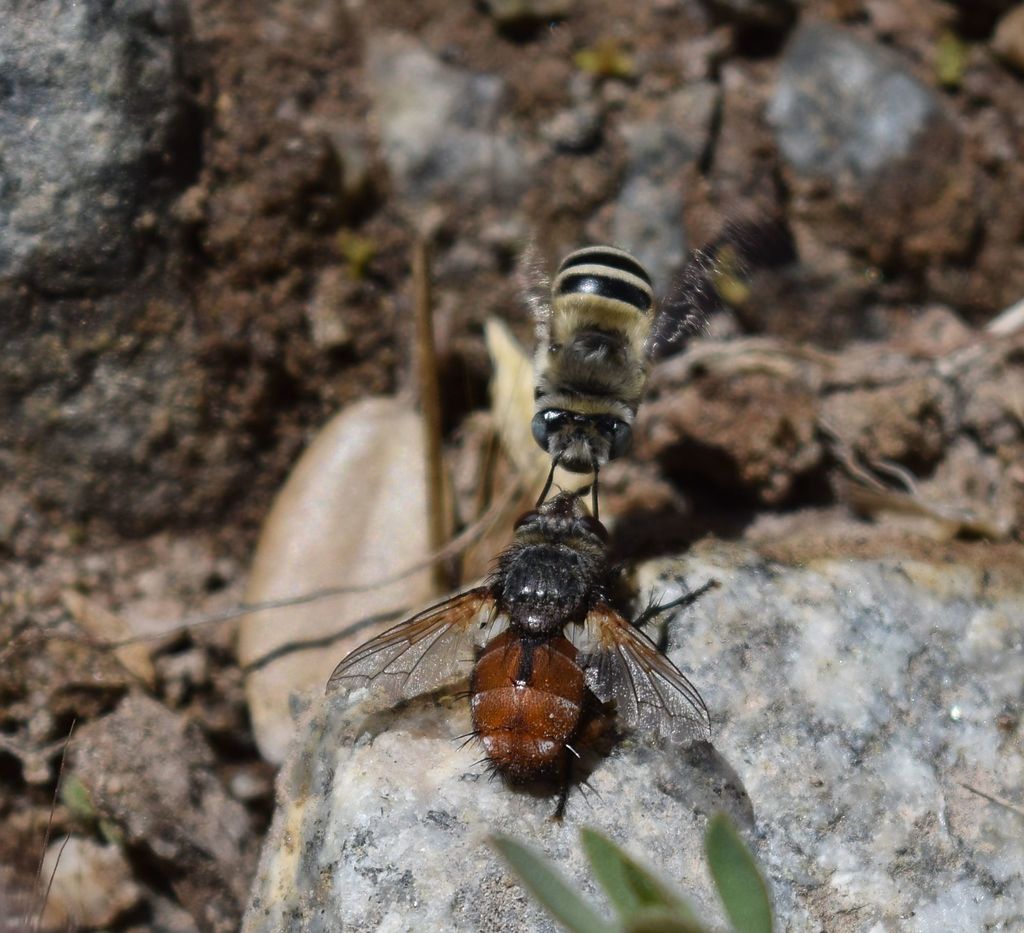 Urbane Digger Bee from Devil's Punchbowl County Park, Angeles MRCA Open ...