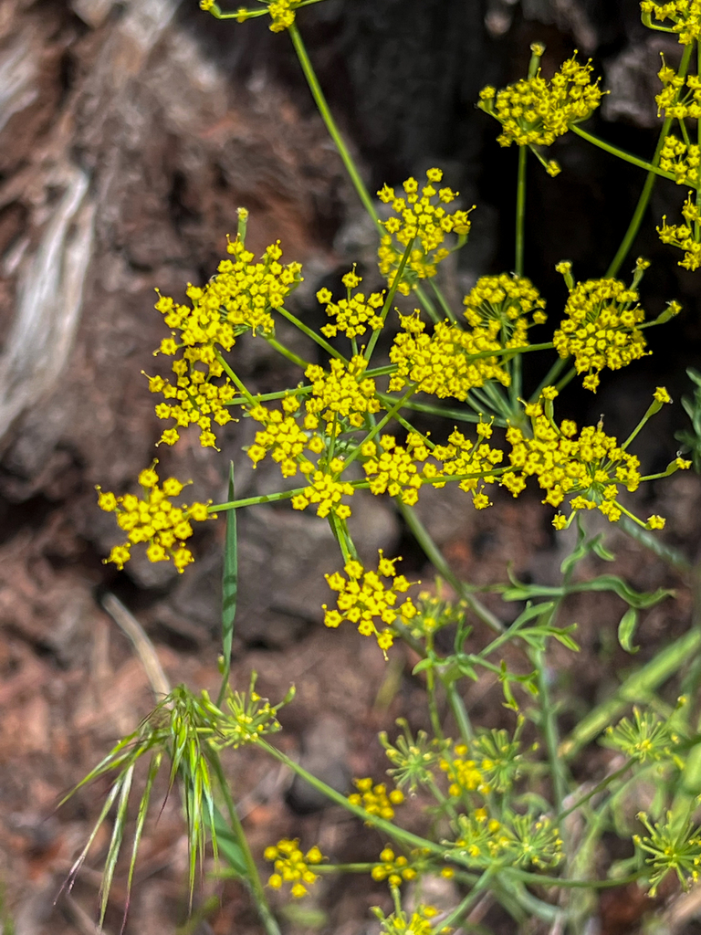 Wyeth Biscuitroot (Lomatium ambiguum) - Botanical Realm