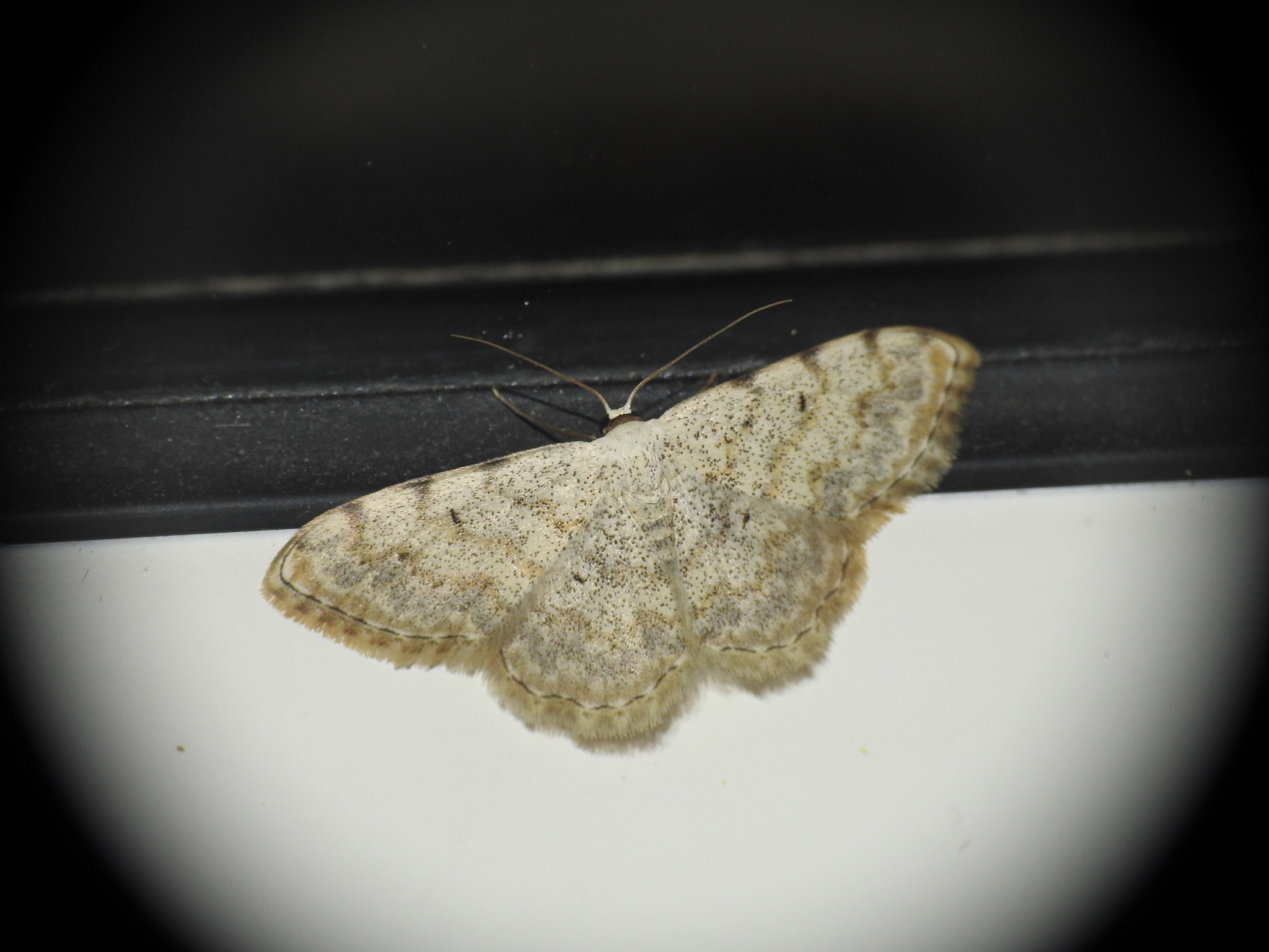 Scopula submutata (Treitschke, 1828)