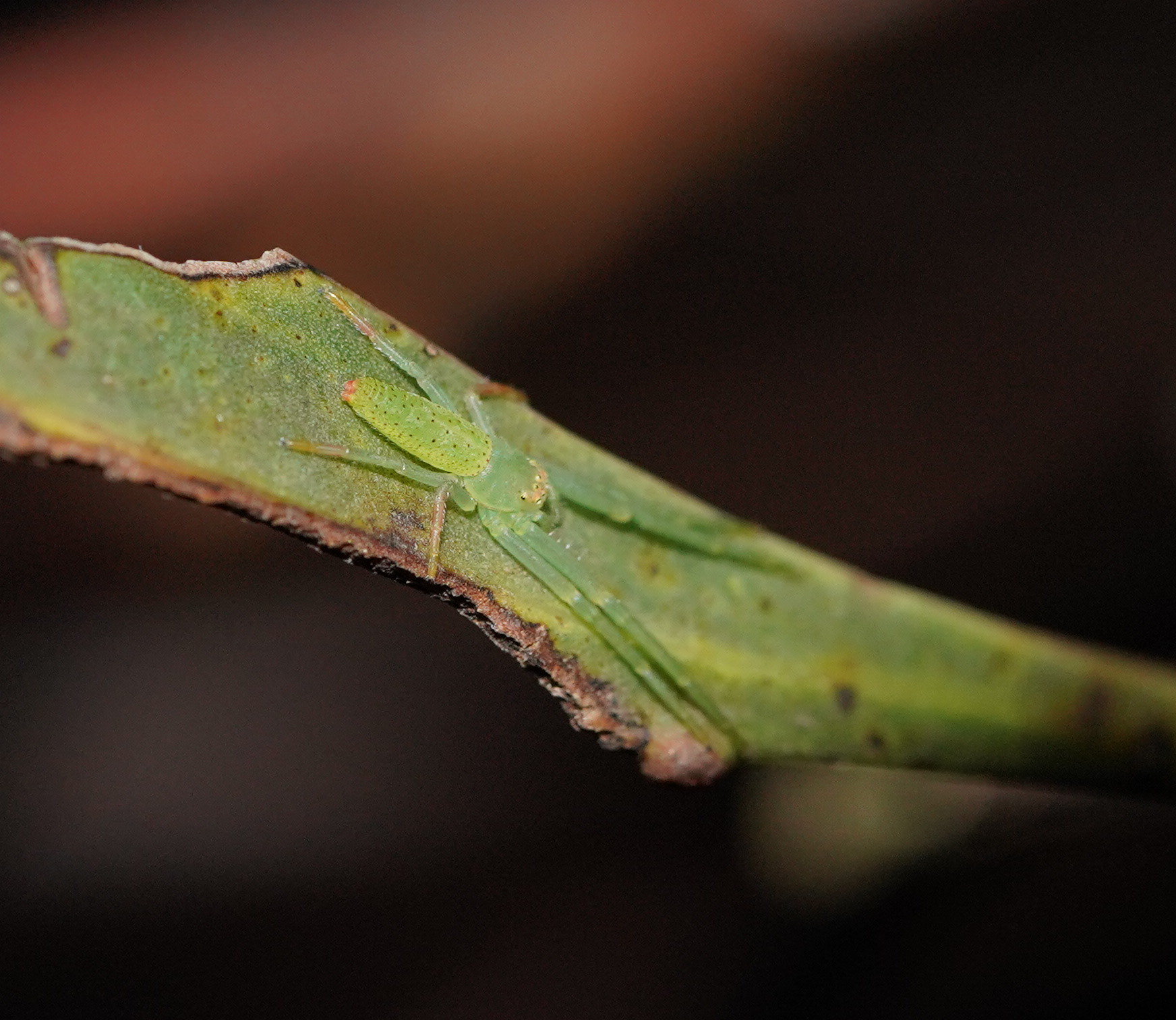 Cetratus rubropunctatus (Rainbow, 1920)