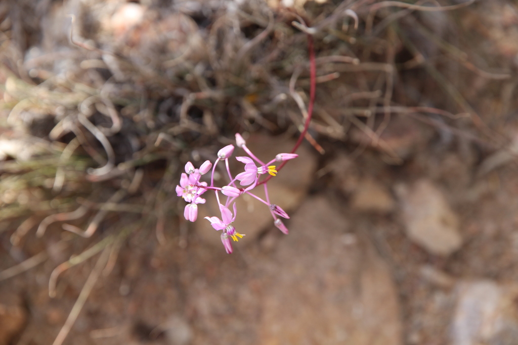 Pink Squill from Namakwa, Afrique du Sud on October 03, 2016 at 07:46 ...