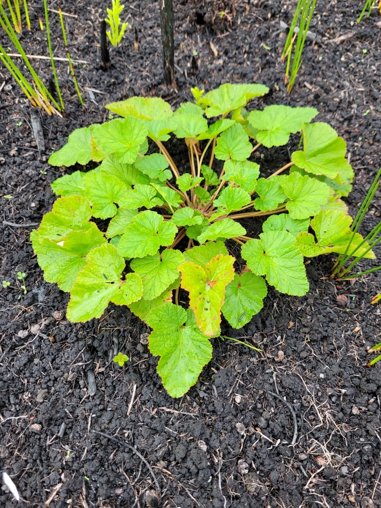 Kopata in May 2022 by Andrew Townsend. A few plants · iNaturalist