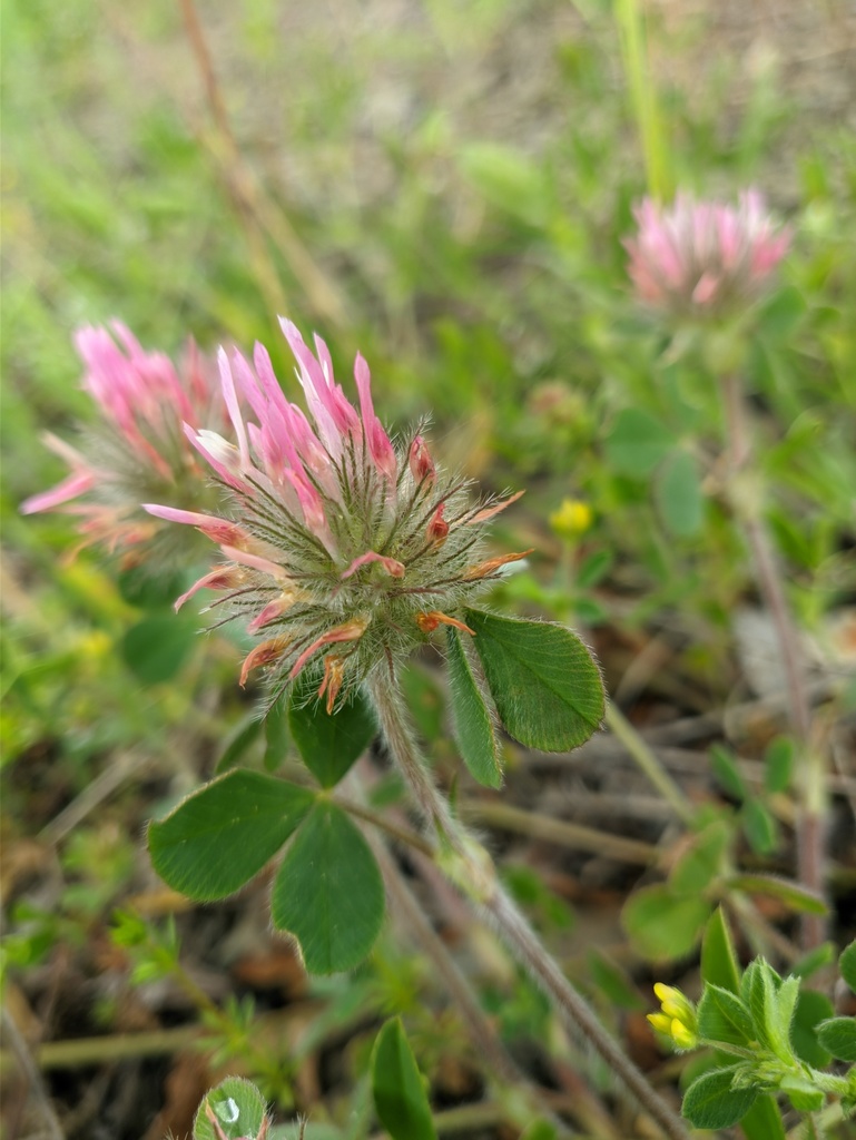 Rose Clover from Alushtyns'ka, UA-KR, UA on May 24, 2022 at 10:01 AM by ...