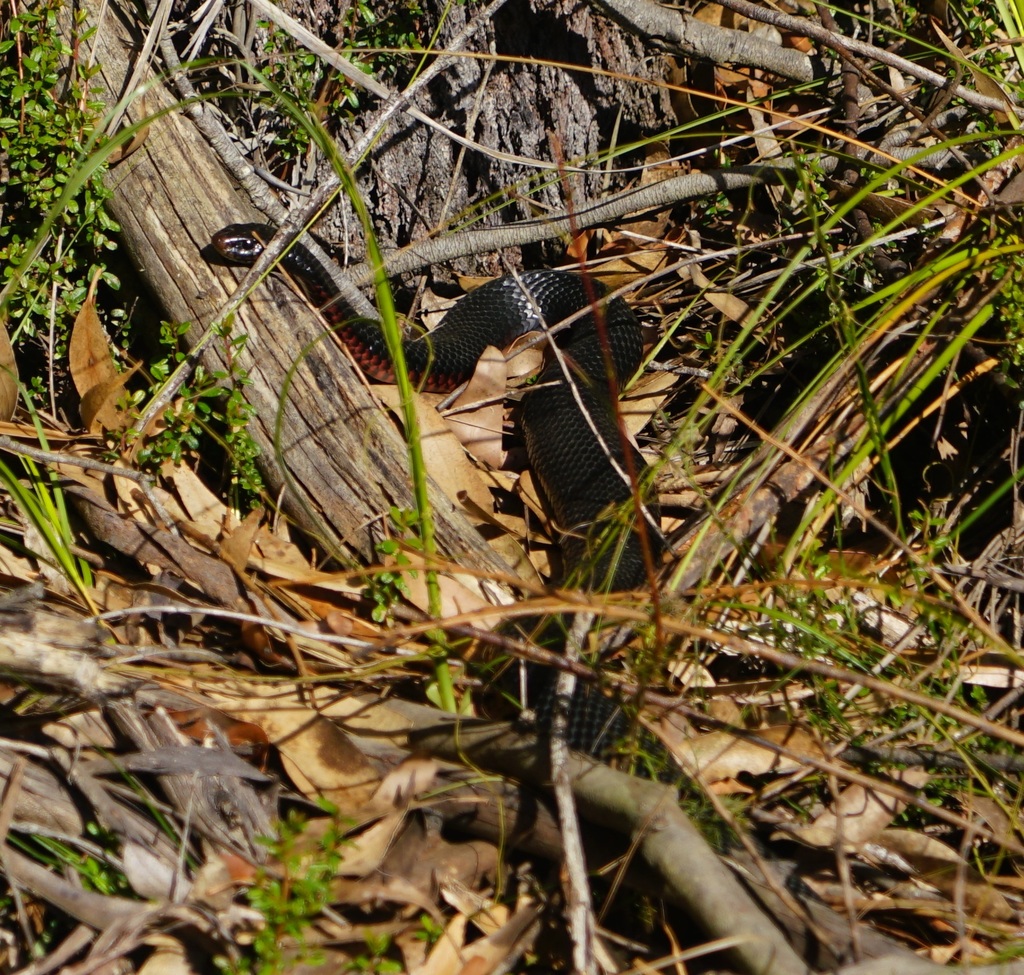 Red-bellied Black Snake from Robertson NSW 2577, Australia on May 29 ...