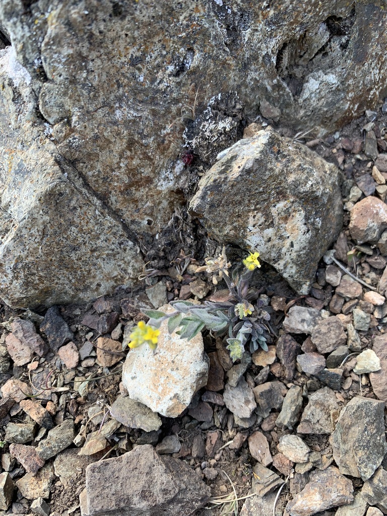 Golden Draba from Chugach State Park, Anchorage, AK, US on May 27, 2022 ...