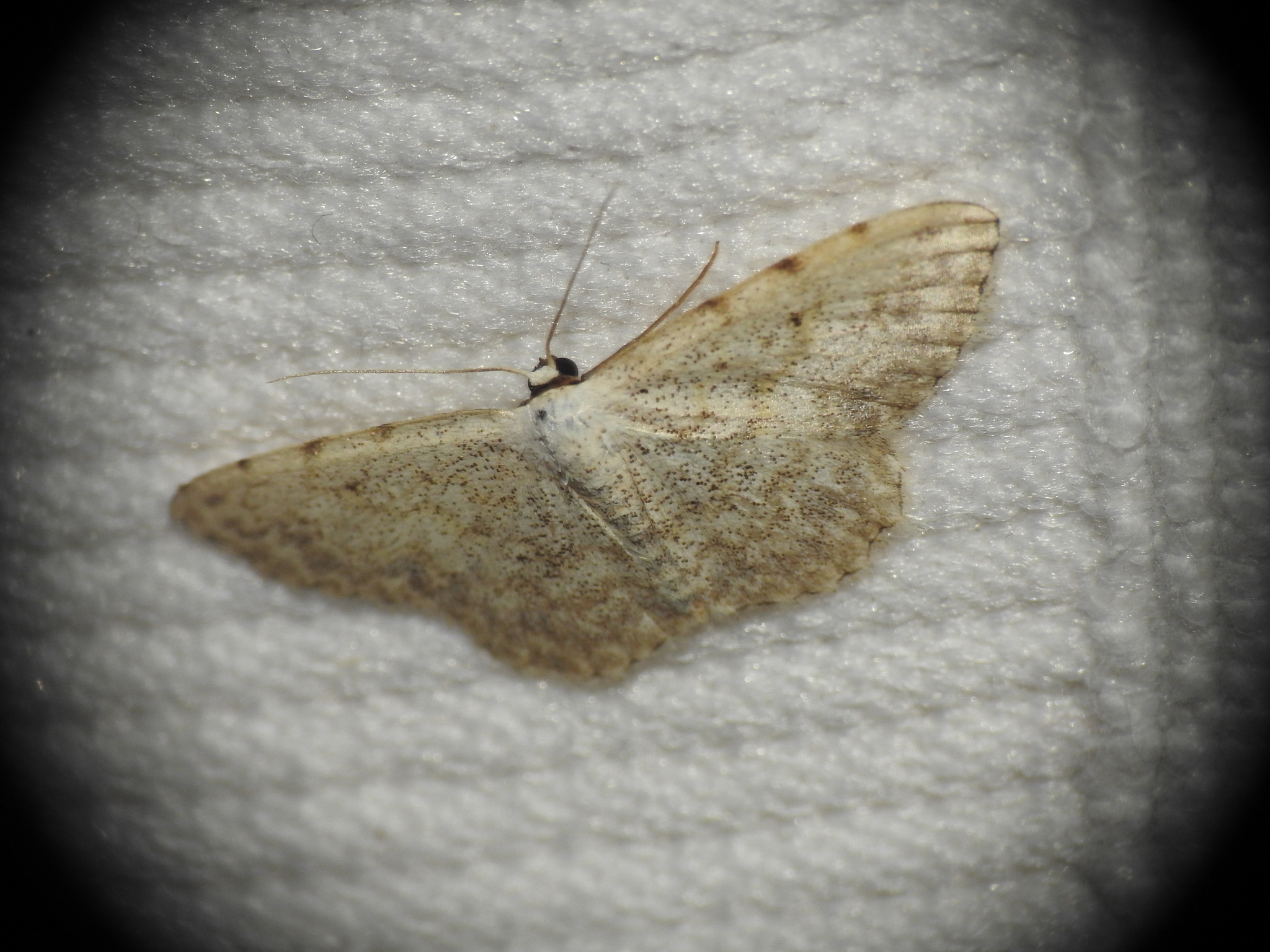 Scopula submutata (Treitschke, 1828)