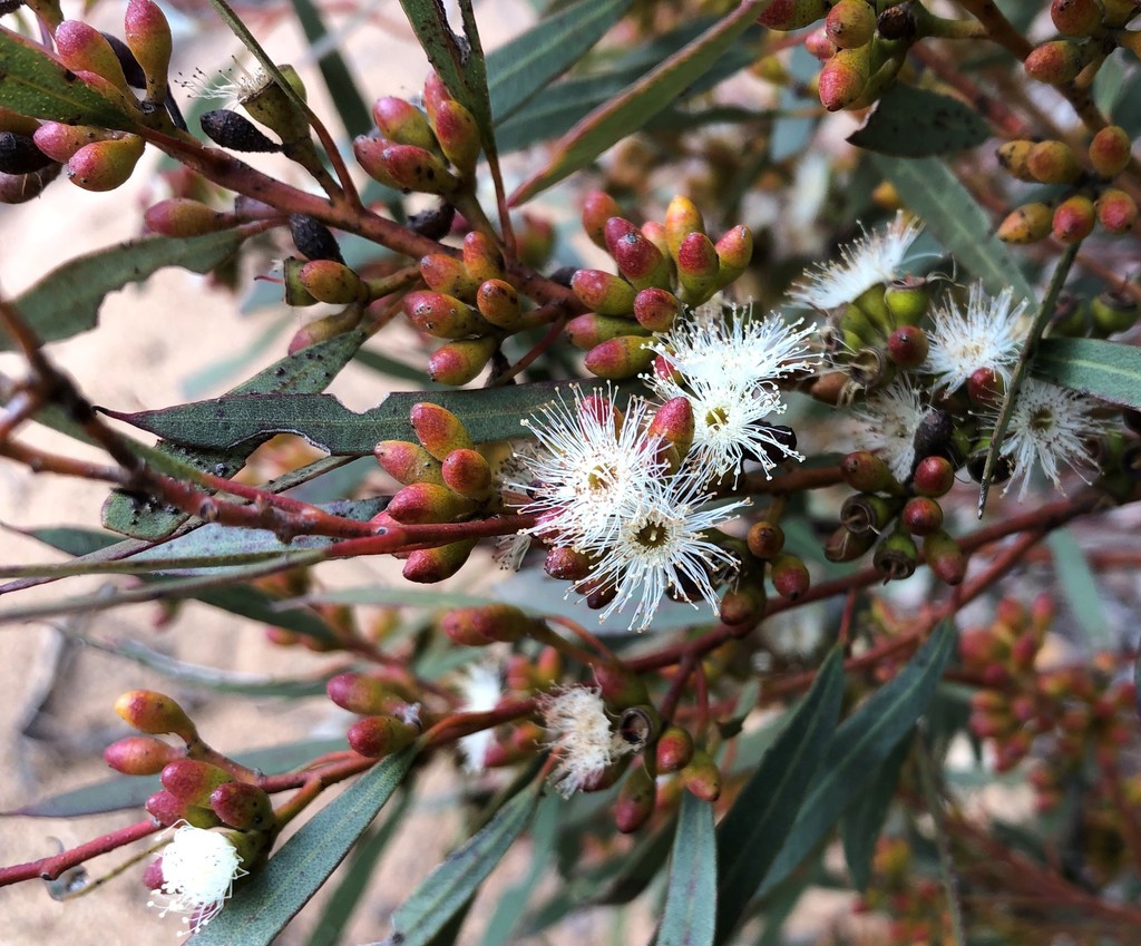 Slender-leaf Mallee (Eucalyptus leptophylla) - Botanical Realm
