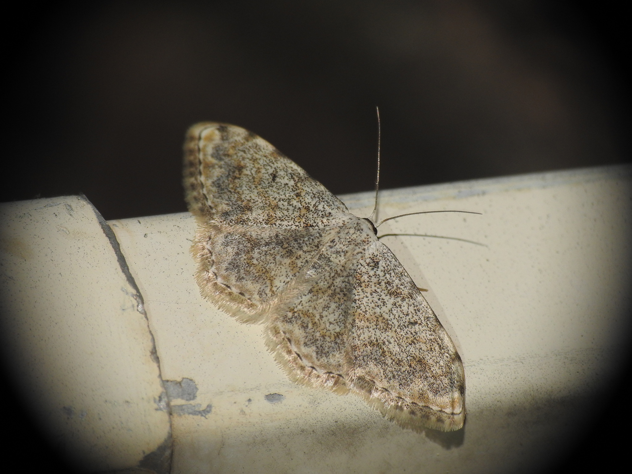 Scopula submutata (Treitschke, 1828)