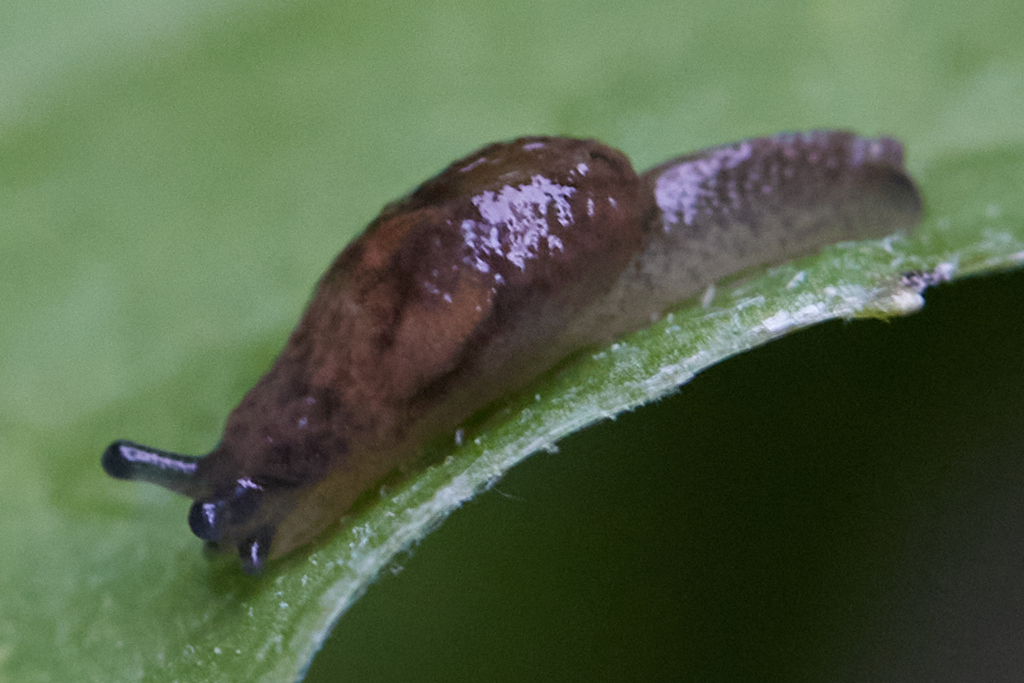 Warty Jumping-slug (Gastropods of the United States Pt.5) · iNaturalist