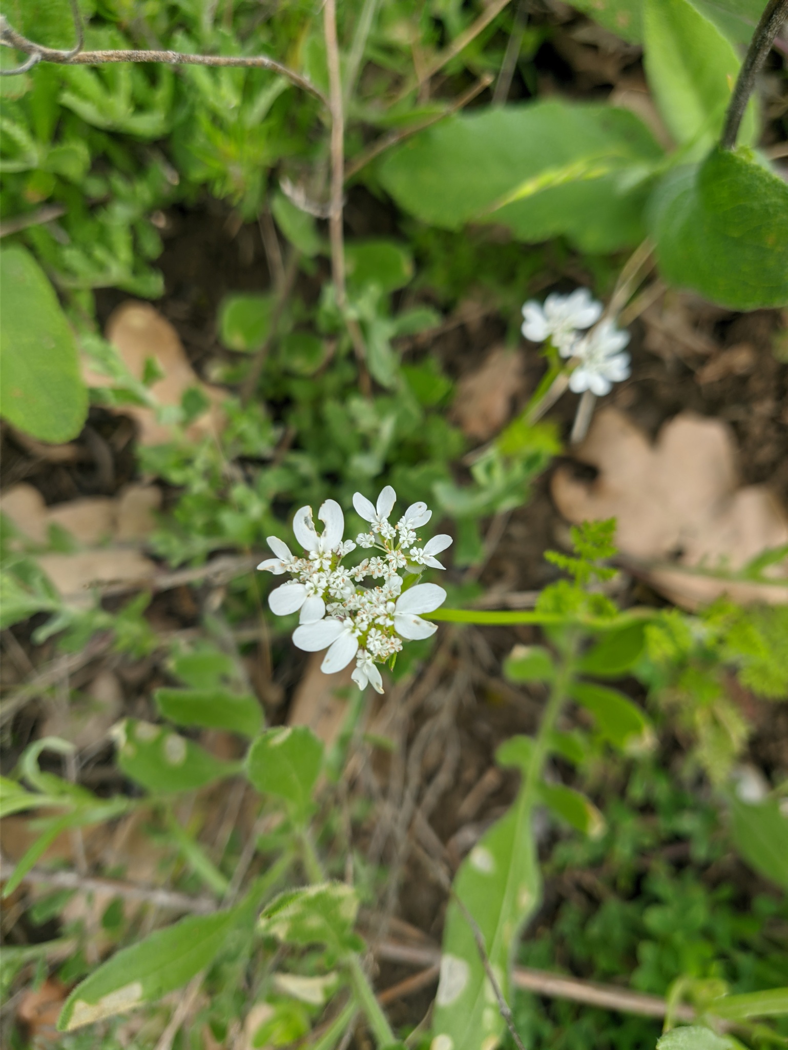 Orlaya daucoides (L.) Greuter
