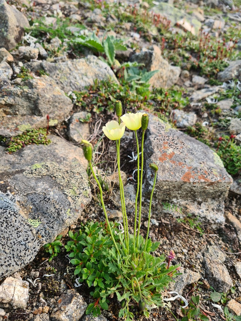 Polar Poppy from Зейский р-н, Амурская обл., Россия on July 18, 2021 at ...