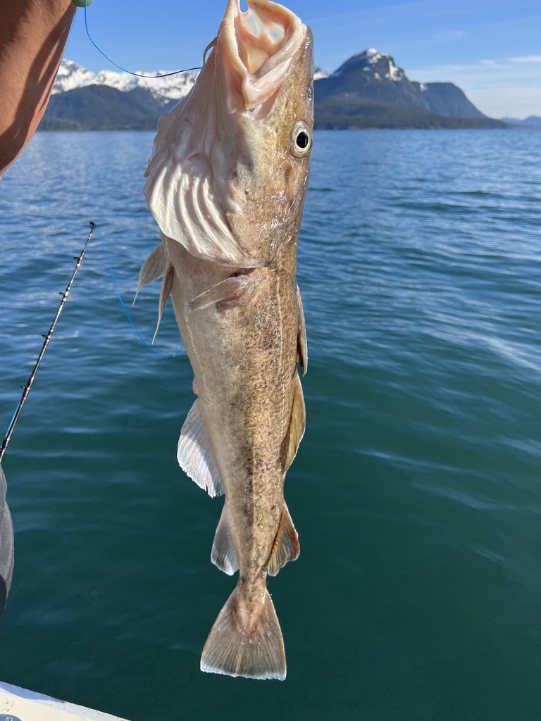 Pacific Cod from Valdez-Cordova County, US-AK, US on May 30, 2022 at 07 ...