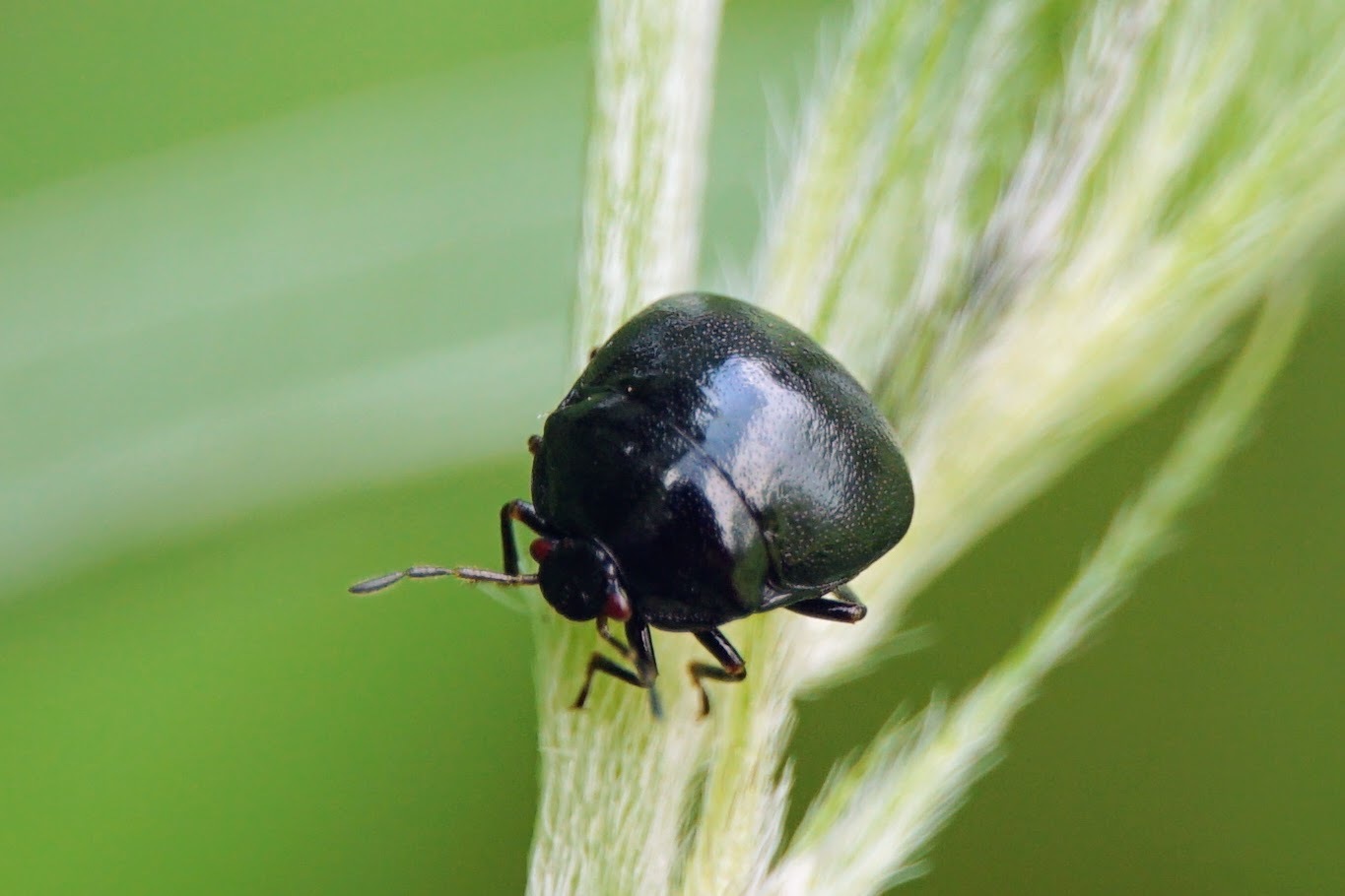 Coptosoma scutellatum (Geoffroy, 1785)