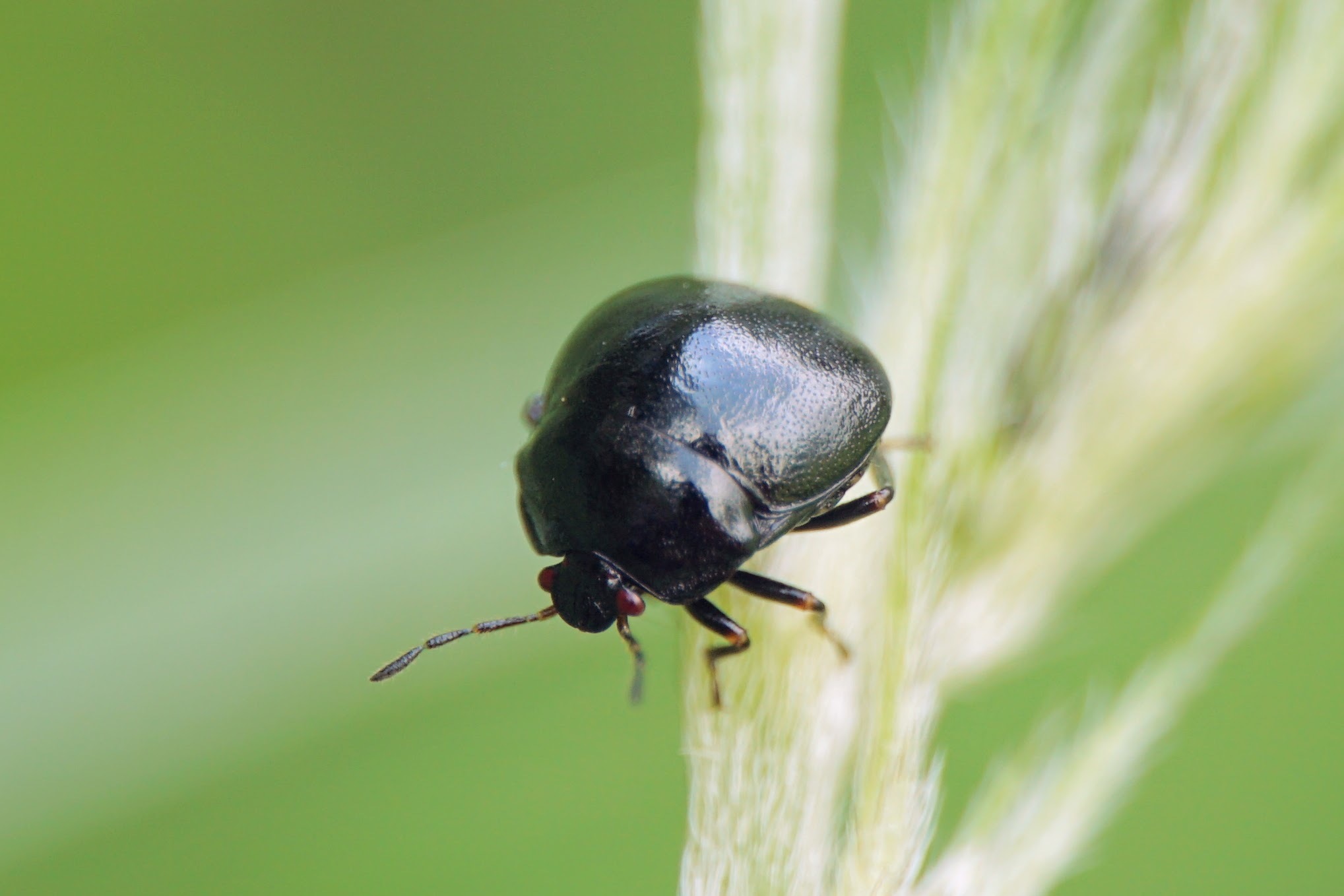 Coptosoma scutellatum (Geoffroy, 1785)