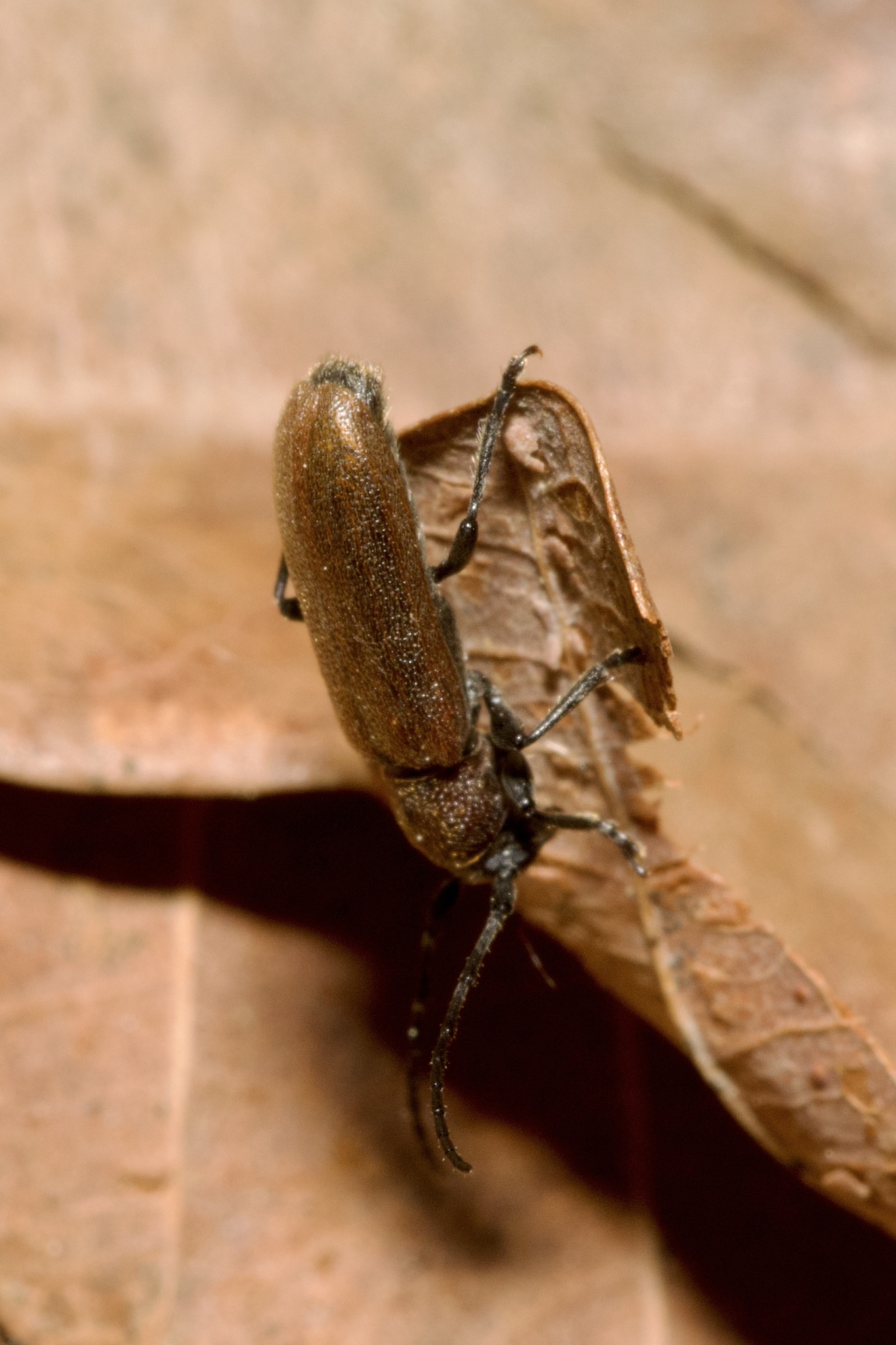 Anaesthetis testacea (Fabricius, 1781)