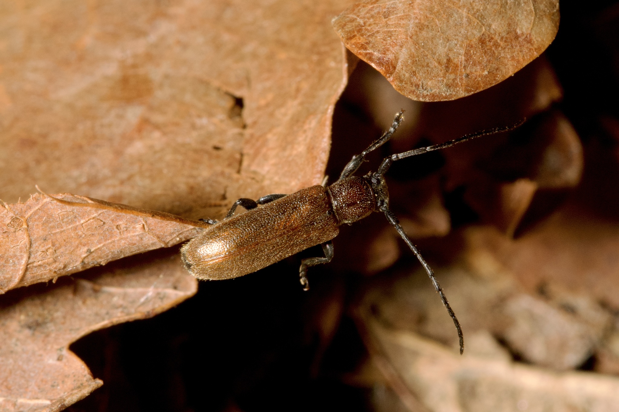 Anaesthetis testacea (Fabricius, 1781)